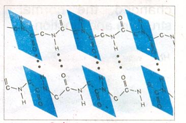 Knowledge Class: The Basics of Proteins: Amino Acids, Peptide Bonds ...
