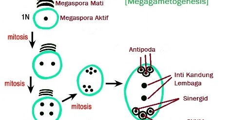 Megagametogenesis | Kamus Biologi