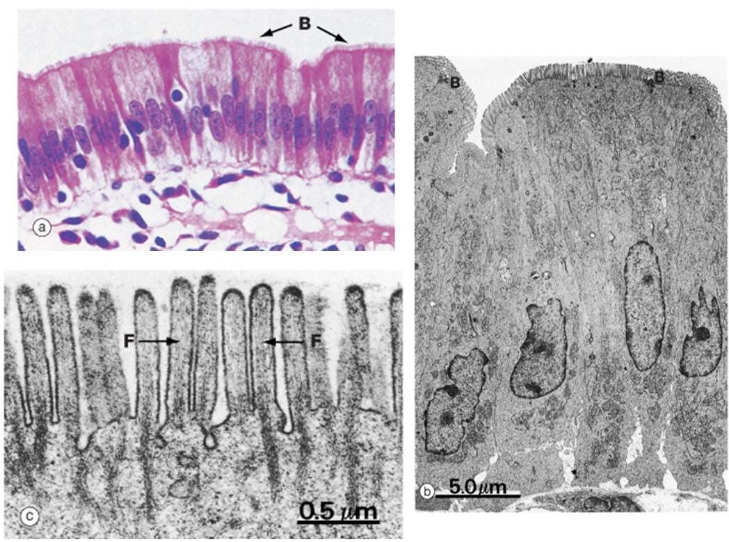 MBBS Medicine (Humanity First): EPITHELIUM