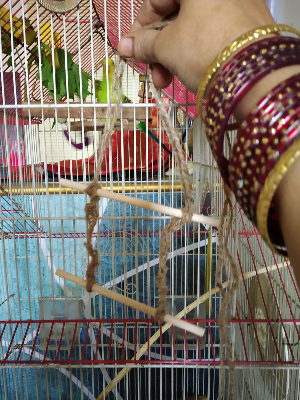 Garden Care Simplified: Cymbopogon Lemon Grass Plant and DIY Ladder ...