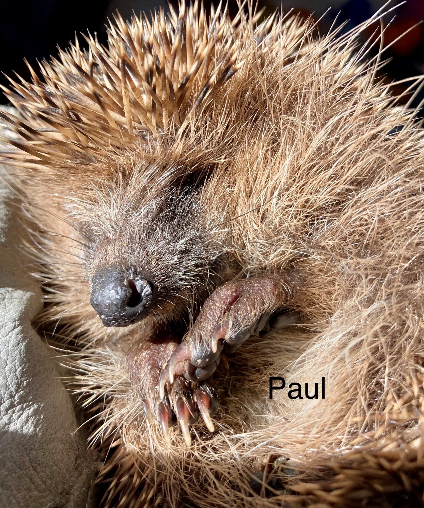 Igeline + Co - Igel-Nothilfe-Taubertal: Igel Paul - erster Notfall 2021