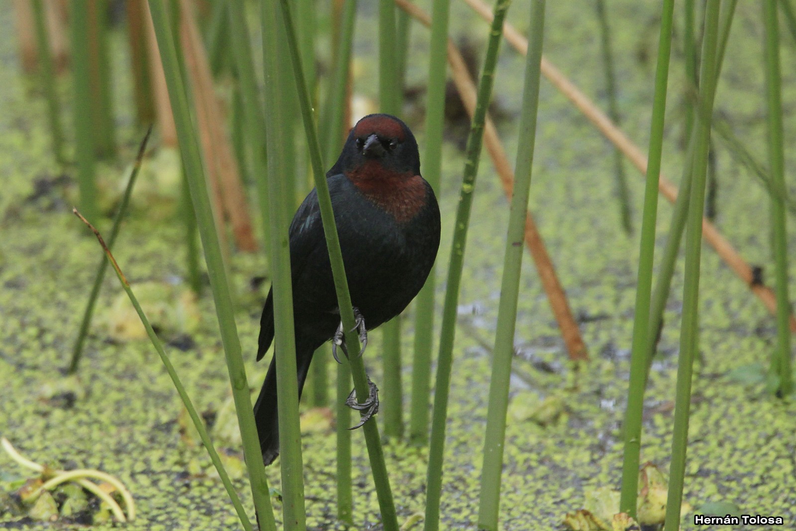 Club de Observadores de Aves de San Miguel del Monte: Censo de ...