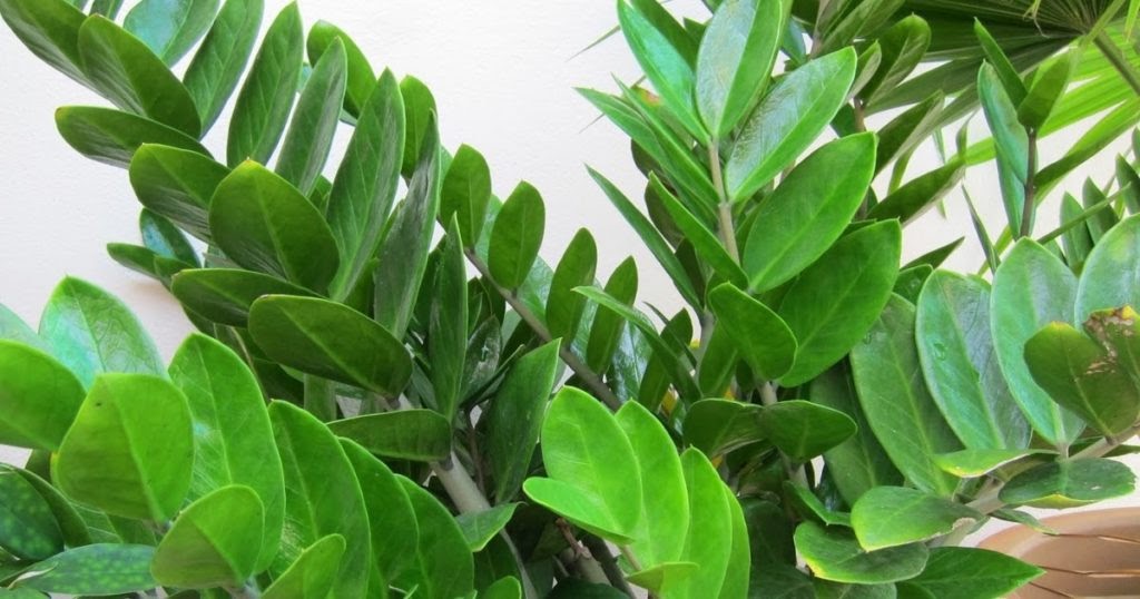 Inilah Manfaat Daun Dolar Untuk Kesehatan Tubuh