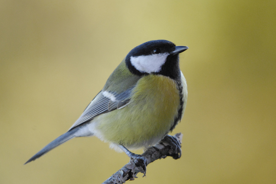 Linnupäevik - Bird Diary: Endiselt oktoober