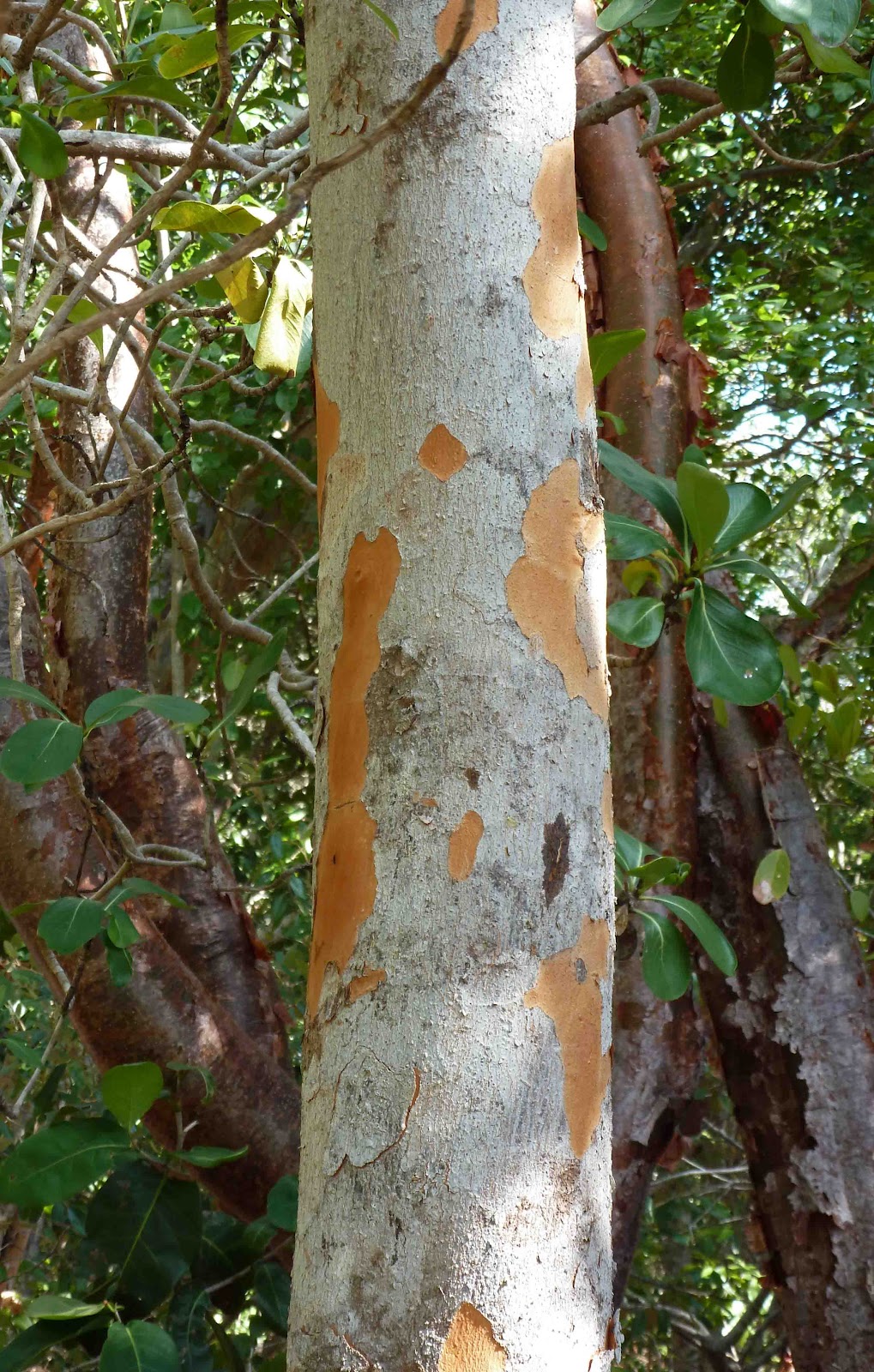Last Dance: Lignumvitae Key Botanical State Park