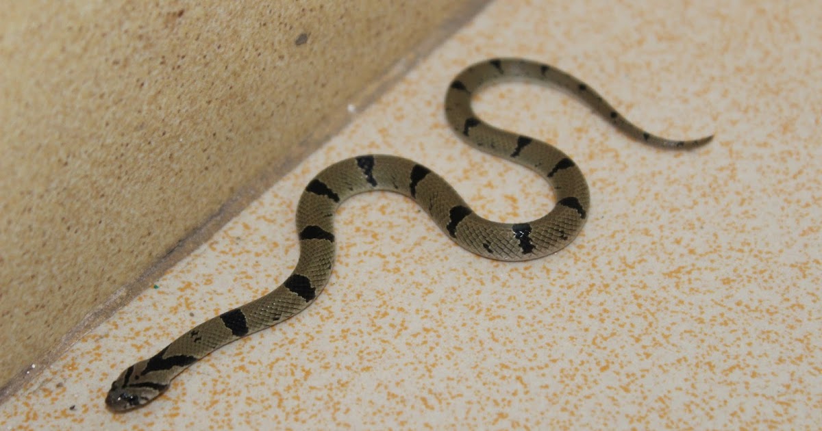 Common Kukri Snake/අරණි දත්කැටියා (Oligodon arnensis-Shaw, 1802)