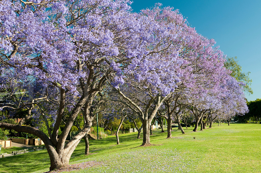 Inspired to Stamp: JustRite Jacarandas