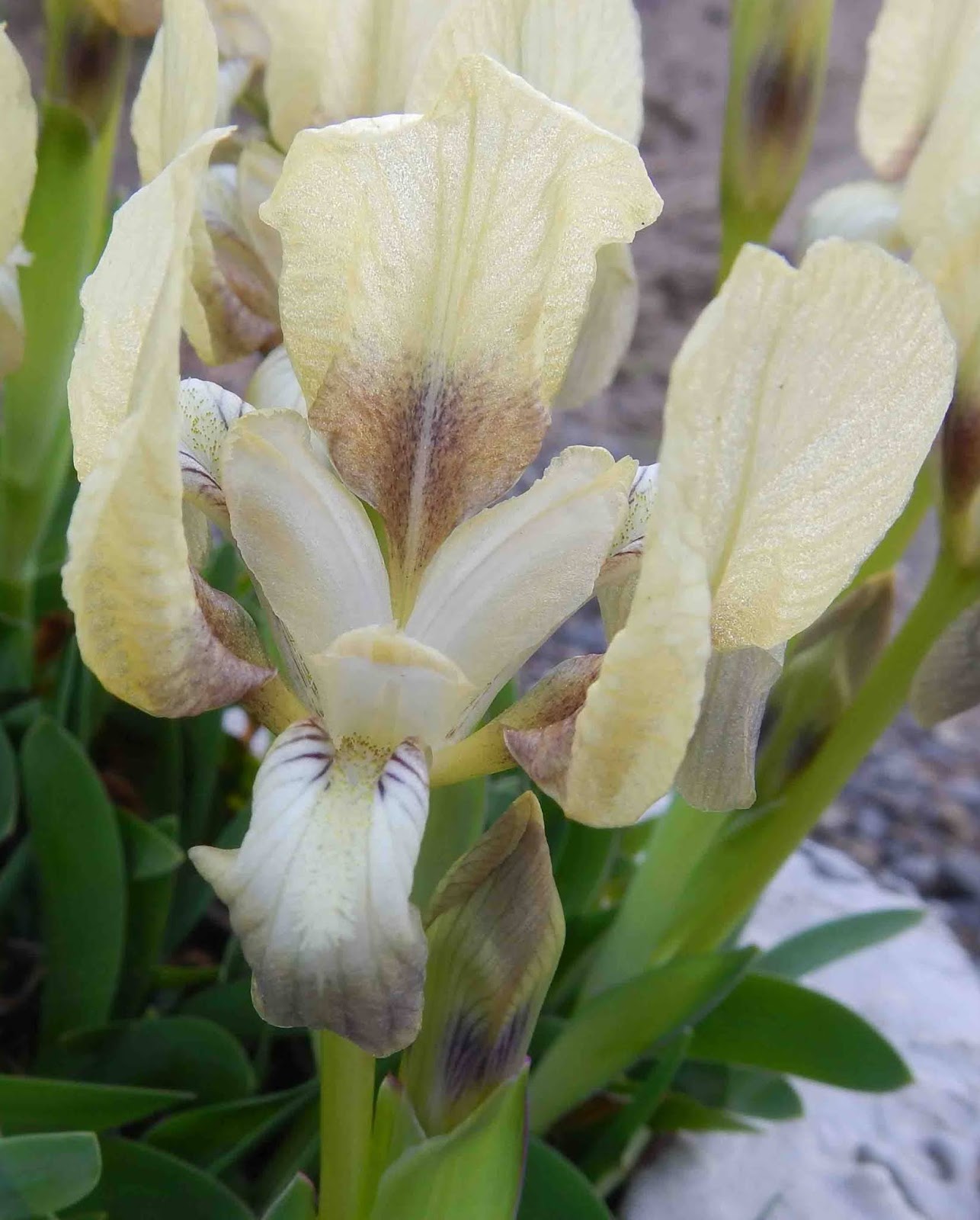 World of Irises: Growing species Iris in planters when your garden and ...