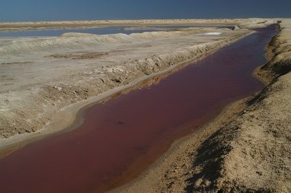 Deformutilation: Red Tides and Algae Blooms