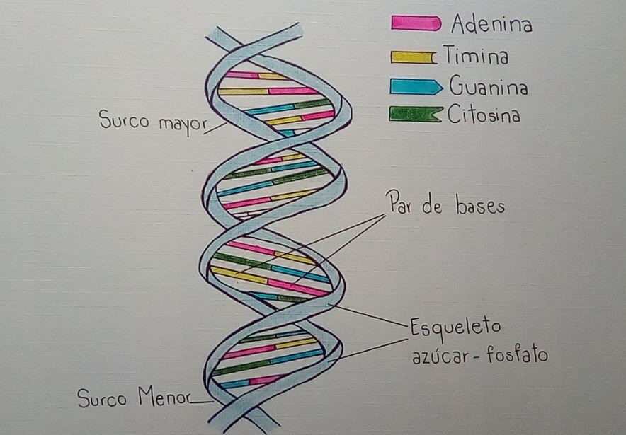 ESTRUCTURA DEL ADN