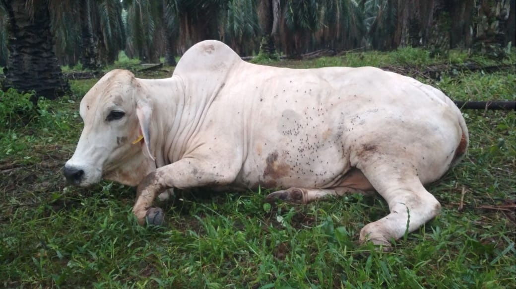Kejadian BEF pada induk sapi BX bunting di lahan sawit. (Foto: Dok ...