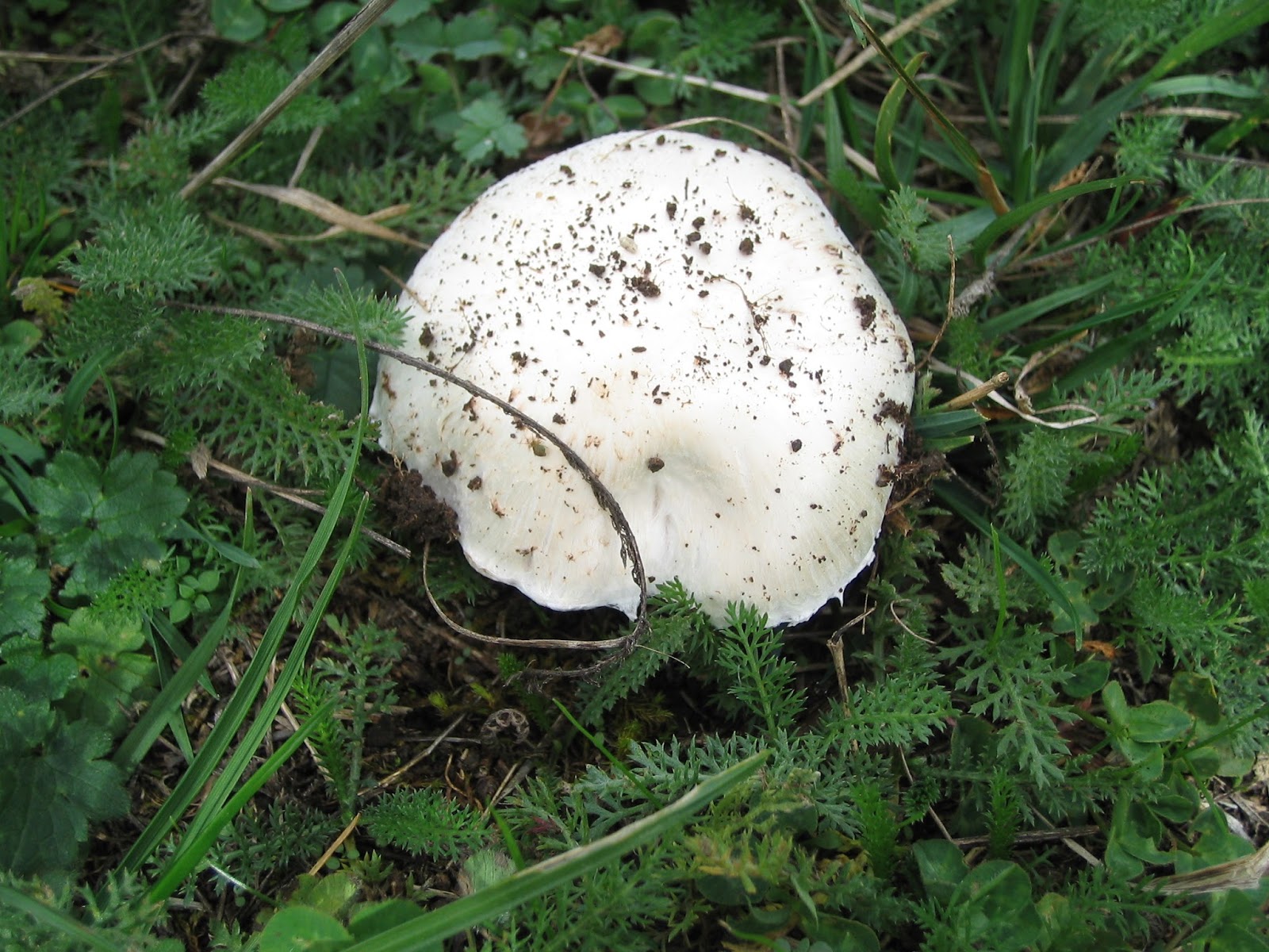 Conoscere i funghi: i prataioli