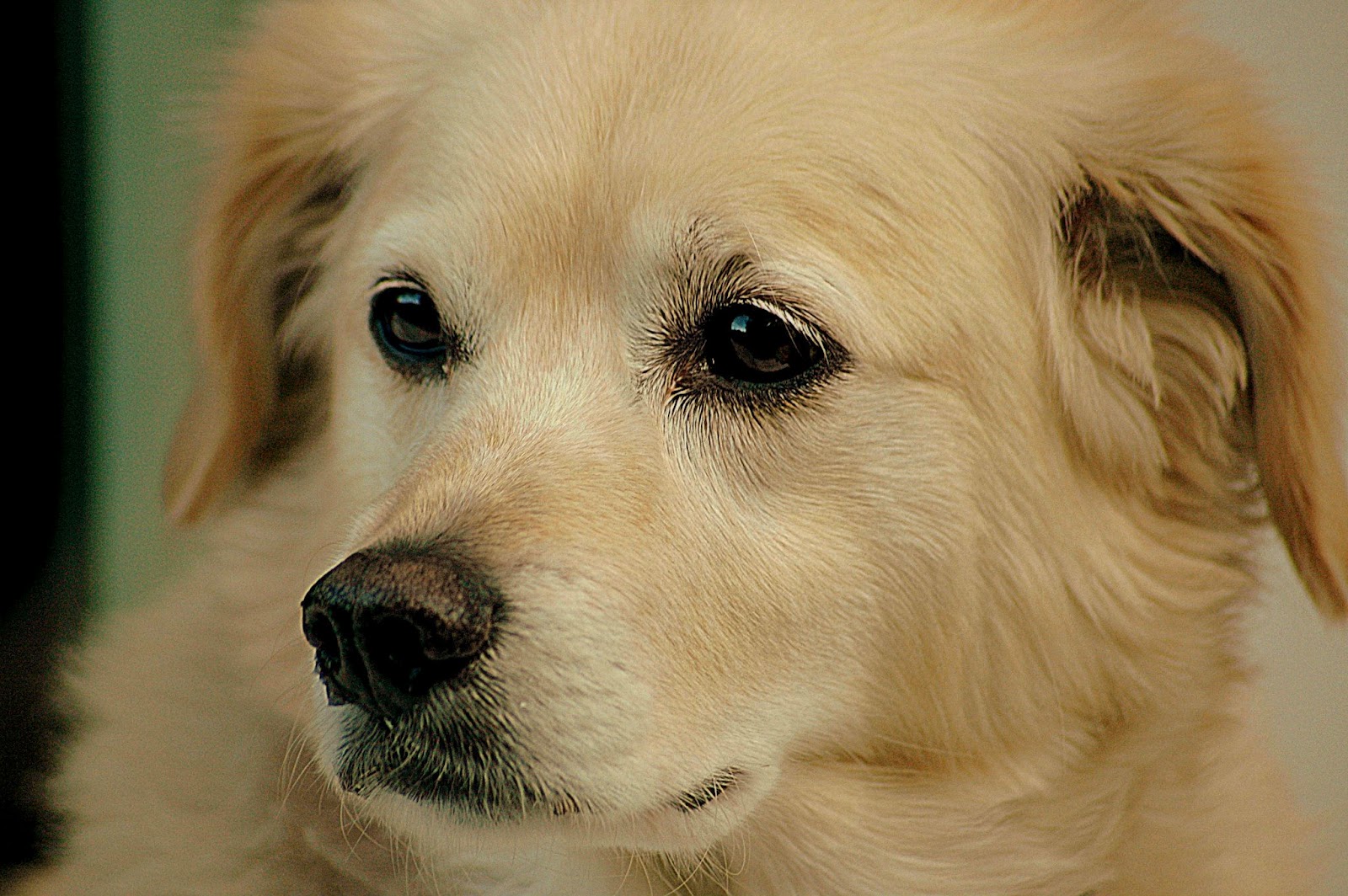 Mormon Wookiee: #79: All Dogs Go to Heaven.