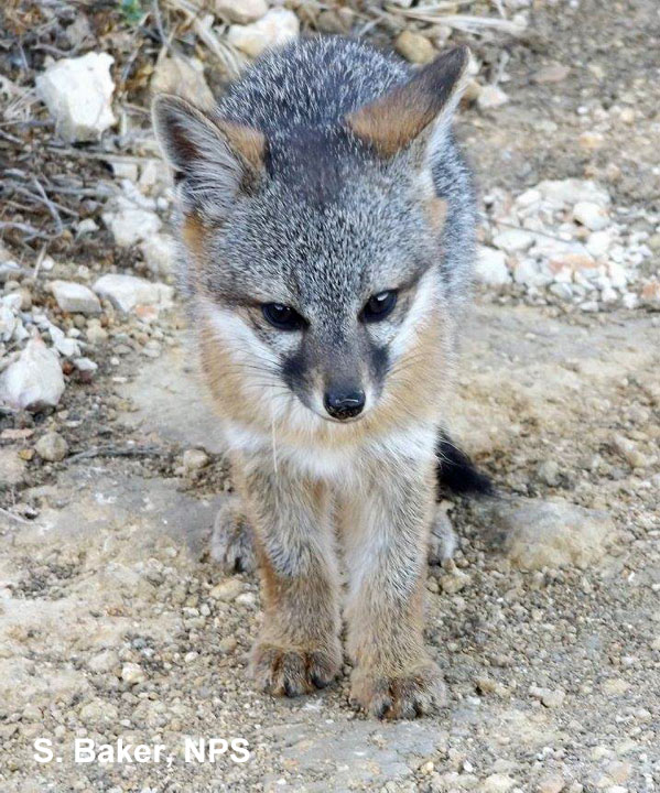 Friends of the Island Fox