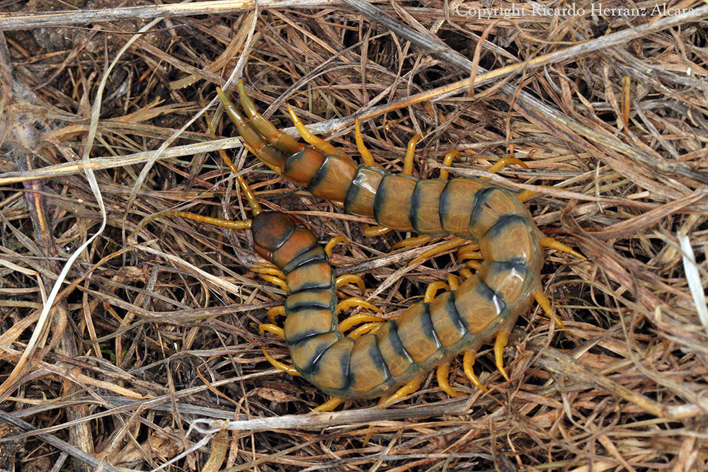 fotosricardo-h: ESCOLOPENDRA - Megarian banded centipede