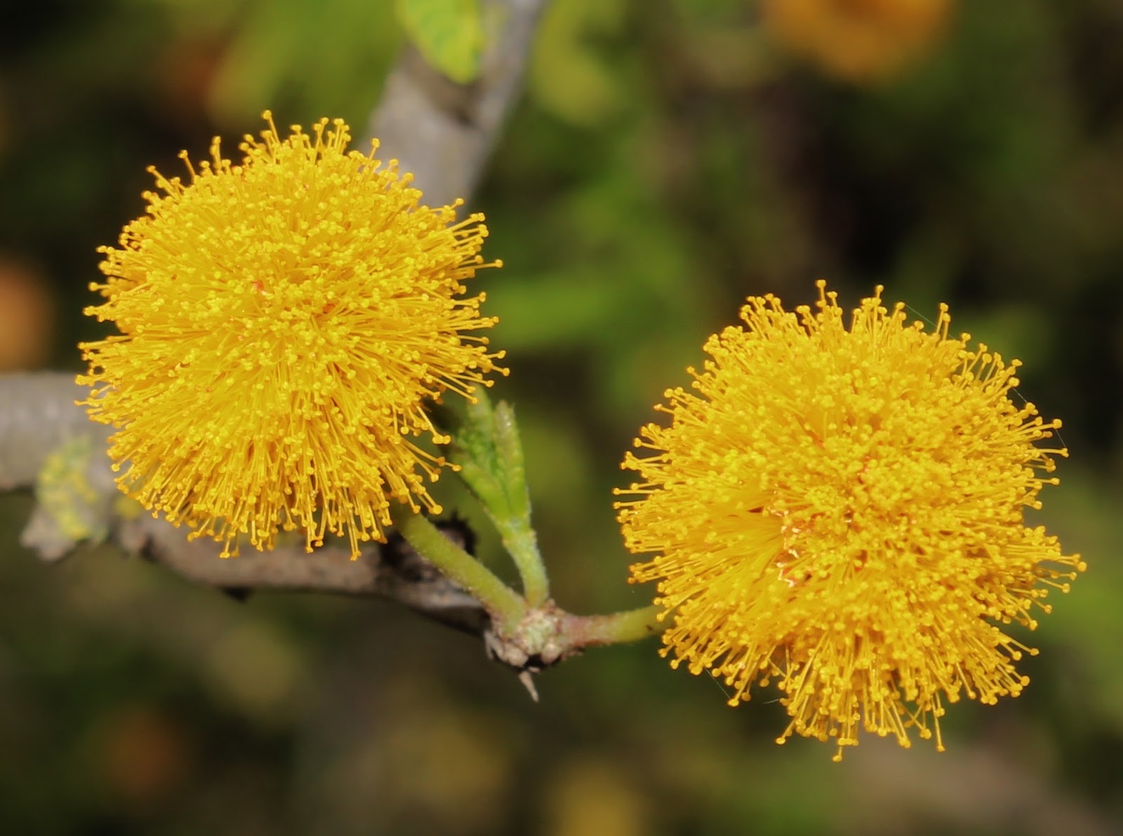 Biodiversity of Cyprus by NGO Protection of the Natural Heritage and ...