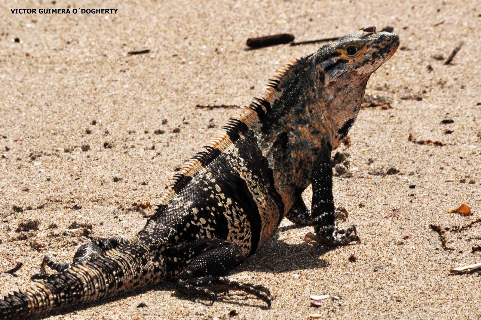 Mis imágenes de aves: LA IGUANA RAYADA