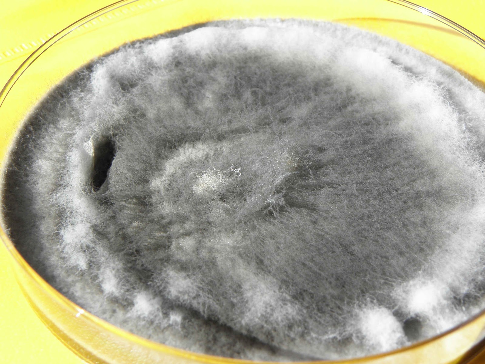 ATLAS MICOLOGIA: SCYTALIDIUM DIMIDIATUM (Neoscytalidium dimidiatum)