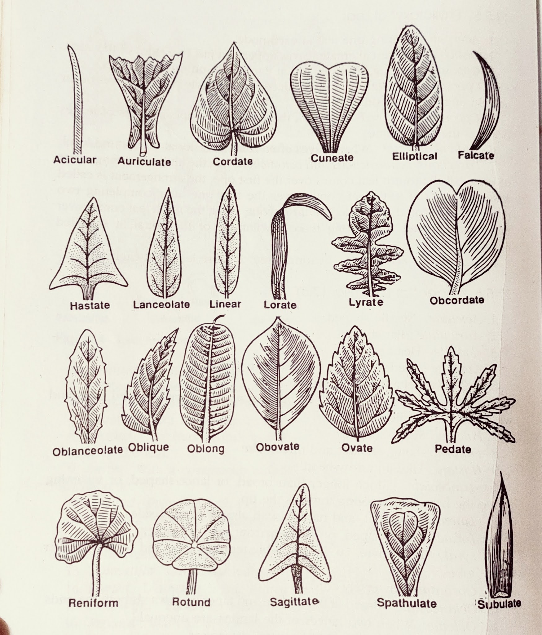 Leaf Shapes for taxonomy