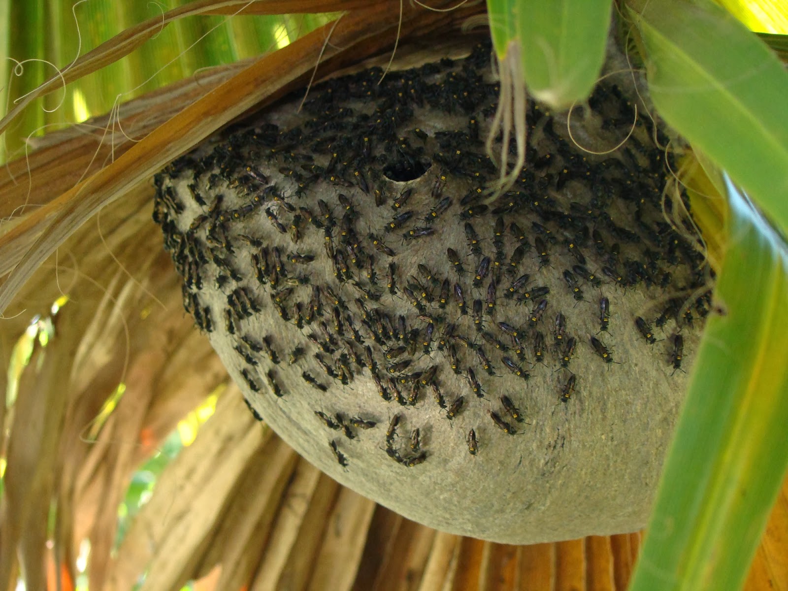 Blog do Edu Ambiental: Marimbondo