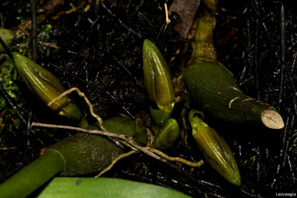 Wild orchids in sumatra: 600. 3. Miscellaneous : 93. 02. 12 ...