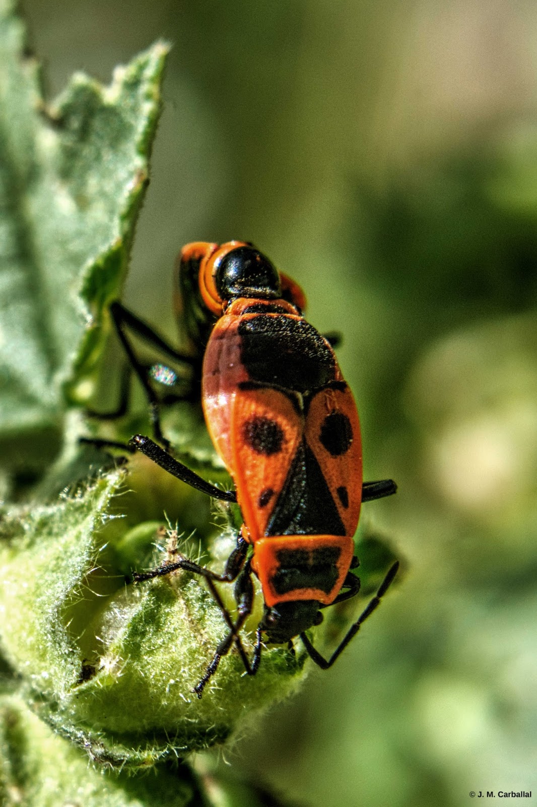 El Blog de Isa y Juan: Pyrhocoris apterus: la chinche roja de fuego