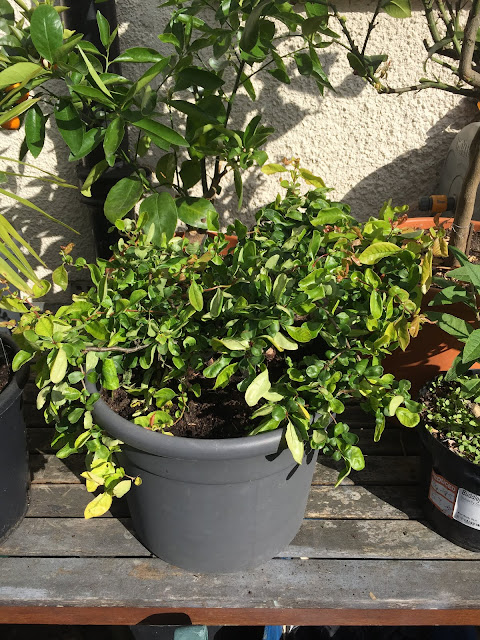 G42. Dwarf Quince tree