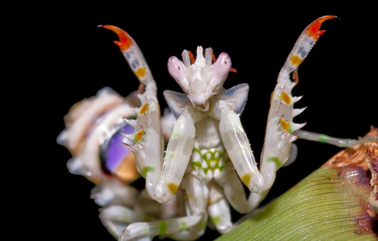 Flower Mantis - Insects World