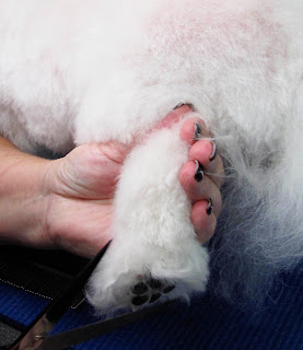 Pet Grooming: The Good, The Bad, & The Furry: Neat Round Feet