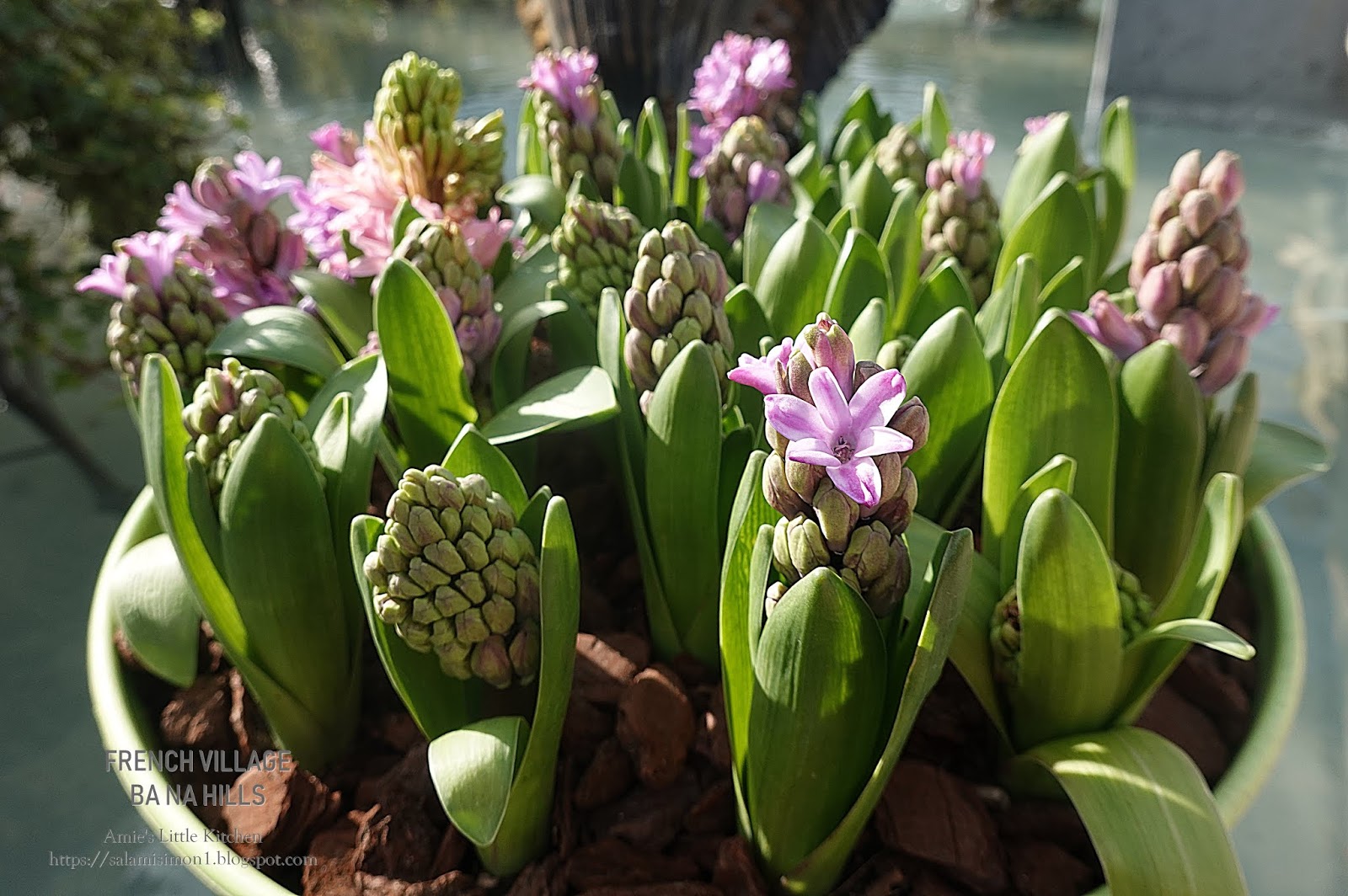 Cantiknya Tulip! Harumnya Hyacinth di French Village Ba Na Hills ...