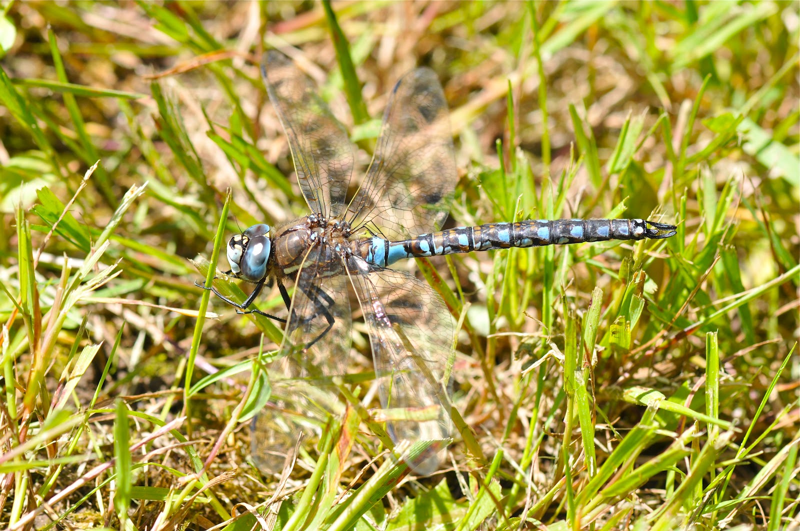 The Dragonfly Whisperer: California Darner