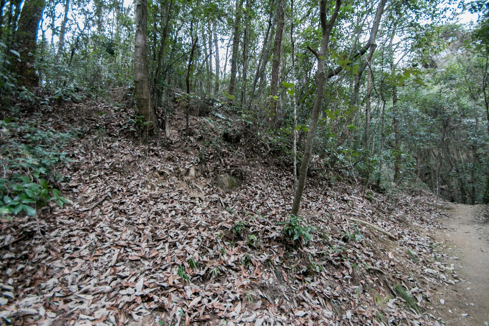 Niitakayama Castle -Intellectual pillar of Mouri clan (2)- | Japan ...