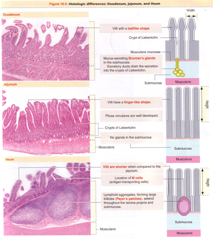 Intestinum Tenue