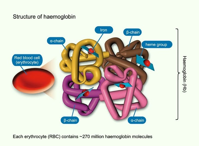 Structure Of Hemoglobin