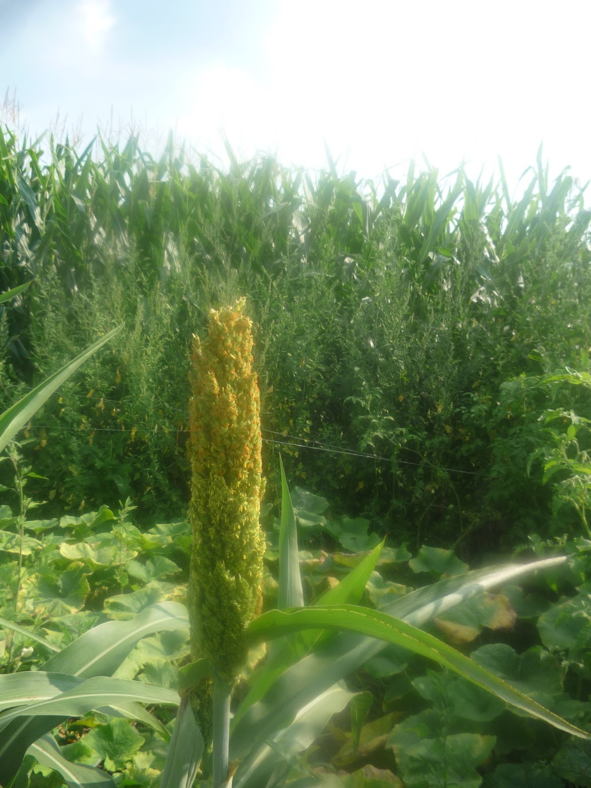 Country Living: Broom Corn