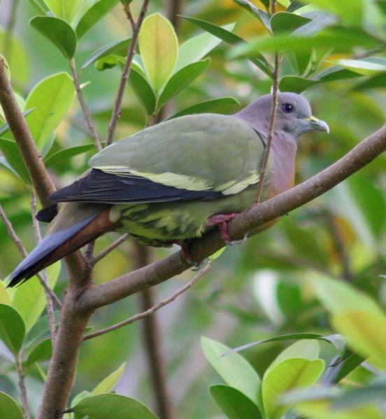 Mike is the name Birding is the game ( Birding in Malaysia - Malaysian ...