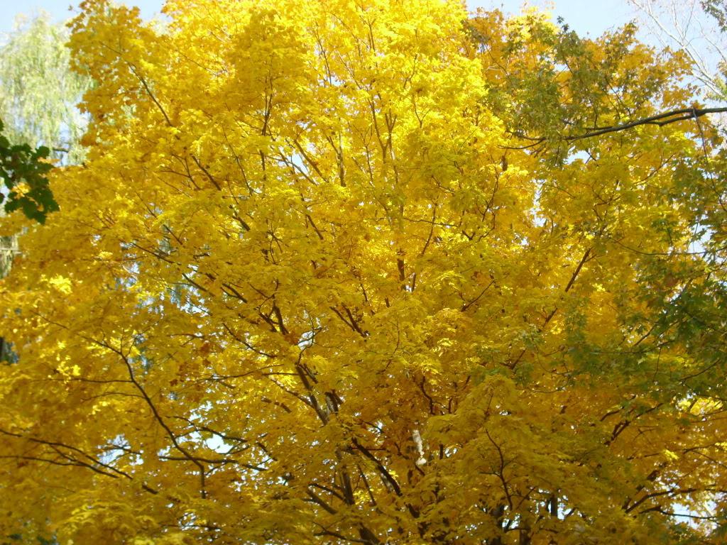 Cindy Adkins...Art, Books, Tea: More Fall Colors ~ Indian Mill