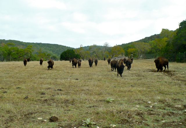 Bounding Bison: A Photo Collage - Katey Schultz