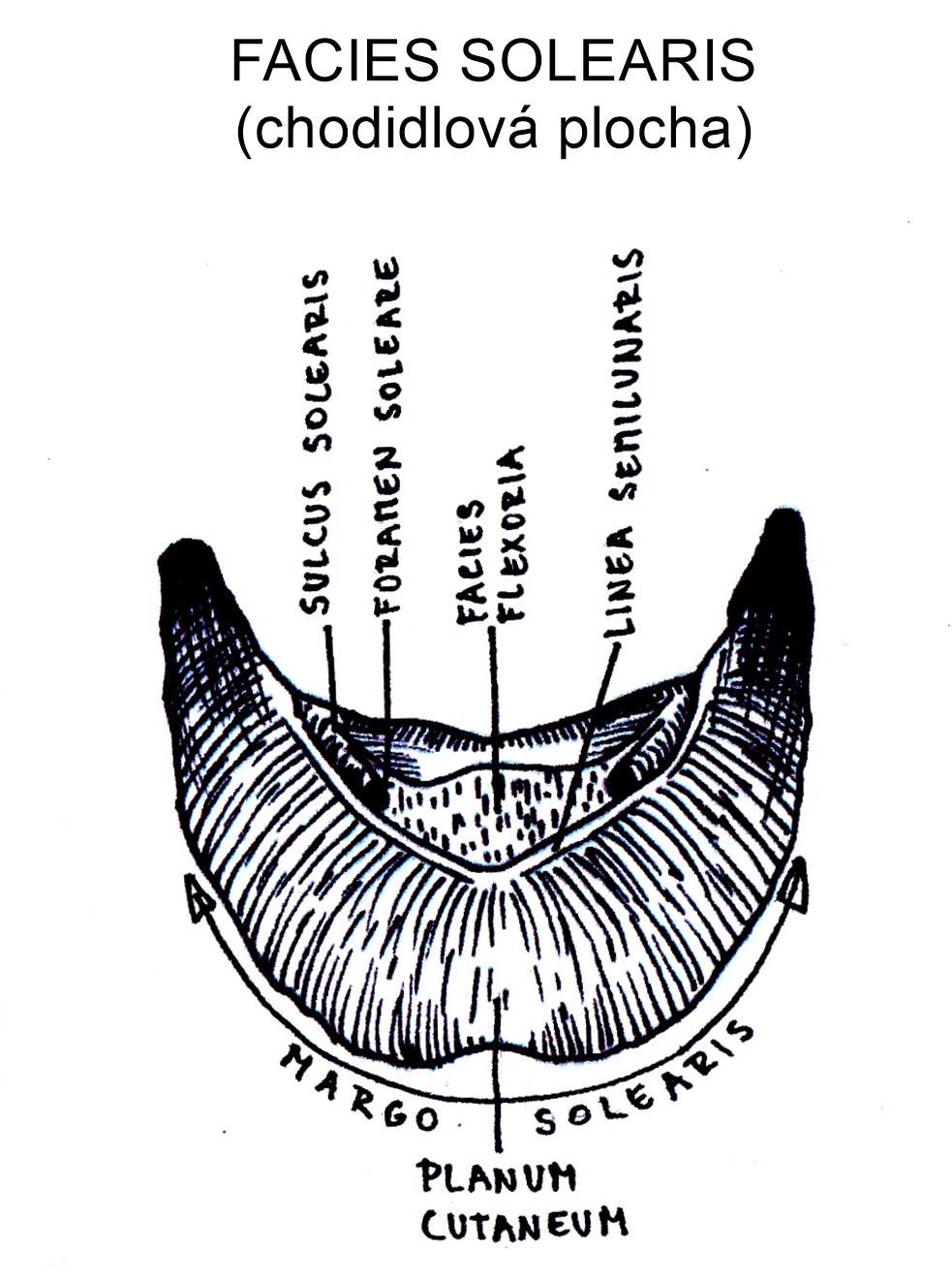 Anatómia kopyta - kosti