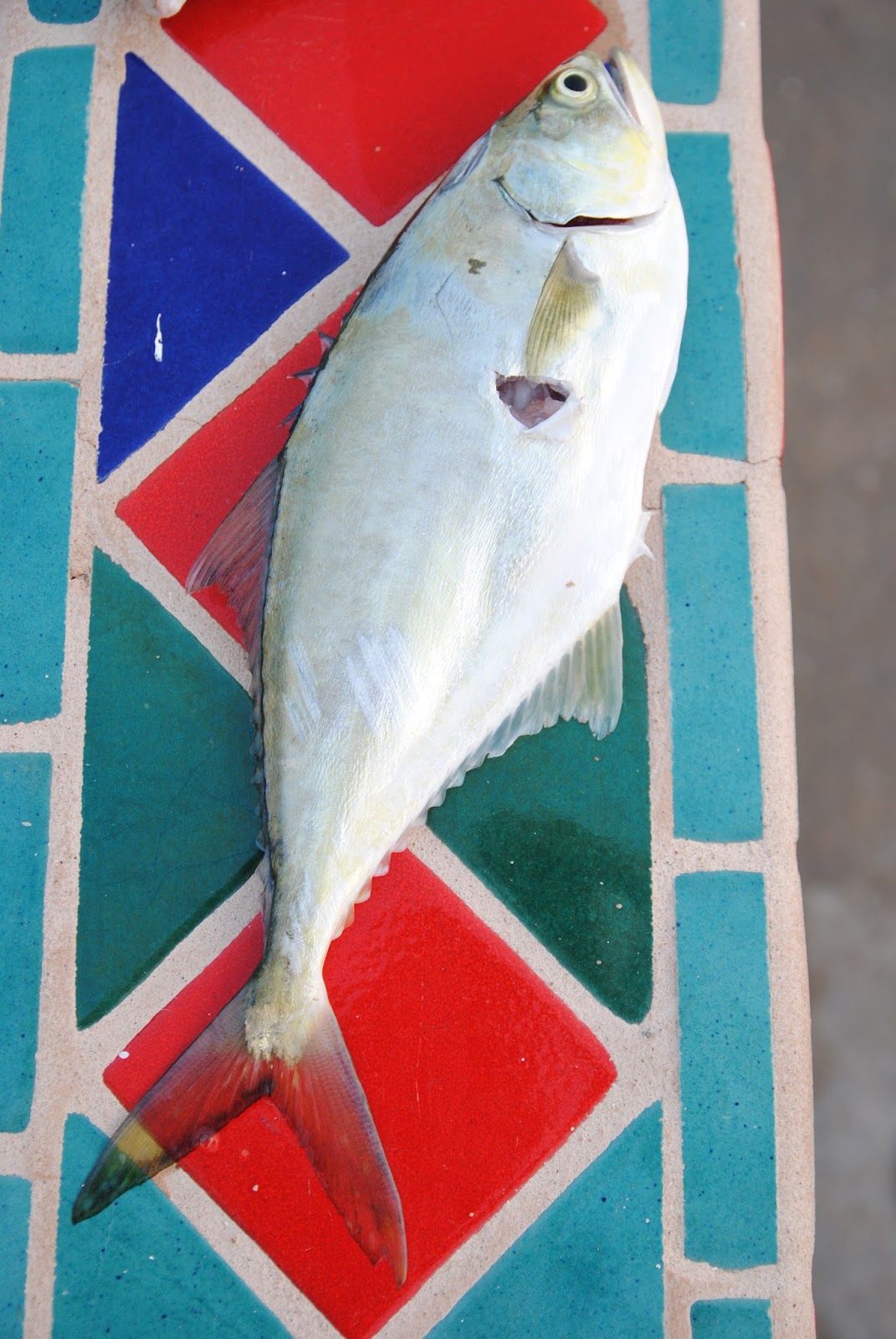 Puerto Peñasco, Mexico Spearfishing