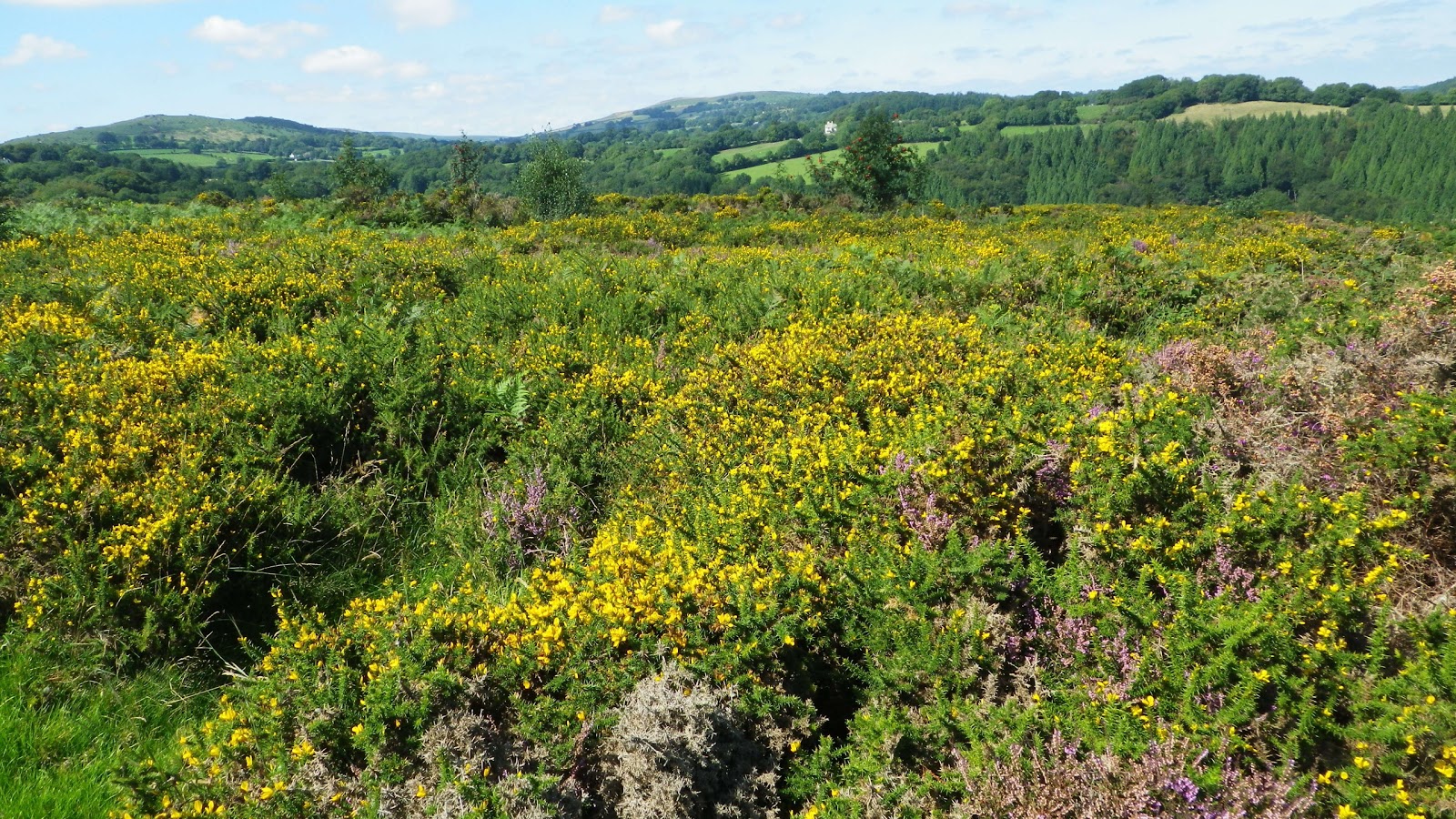 My Dartmoor Walks: Tuesday 3rd September The Templar Way