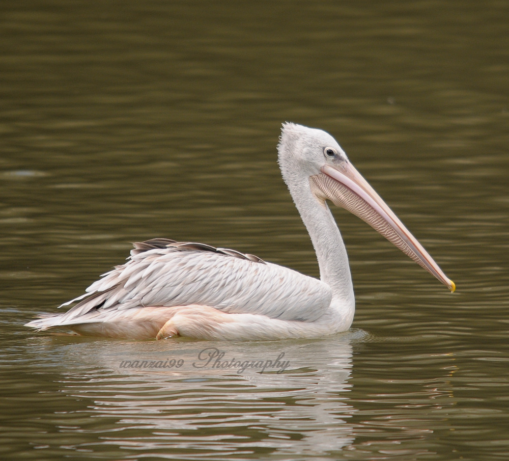 wanzai99 PHOTOGRAPHY: Burung Undan Putih
