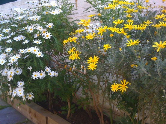 Um jardim para cuidar: O encanto dos malmequeres ...