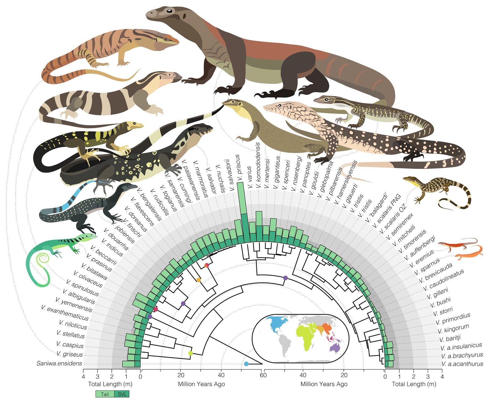 Species New to Science: [Herpetology • 2020] Phylogenomics of Monitor ...