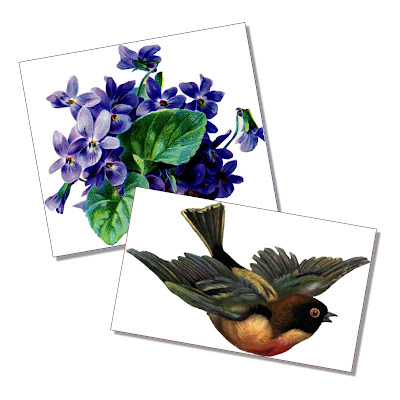 Snap Happy Birding: Victorian bird ... and violets
