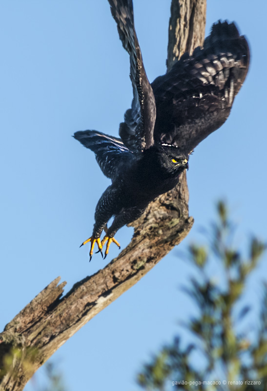 Aves da Mata Atlantica