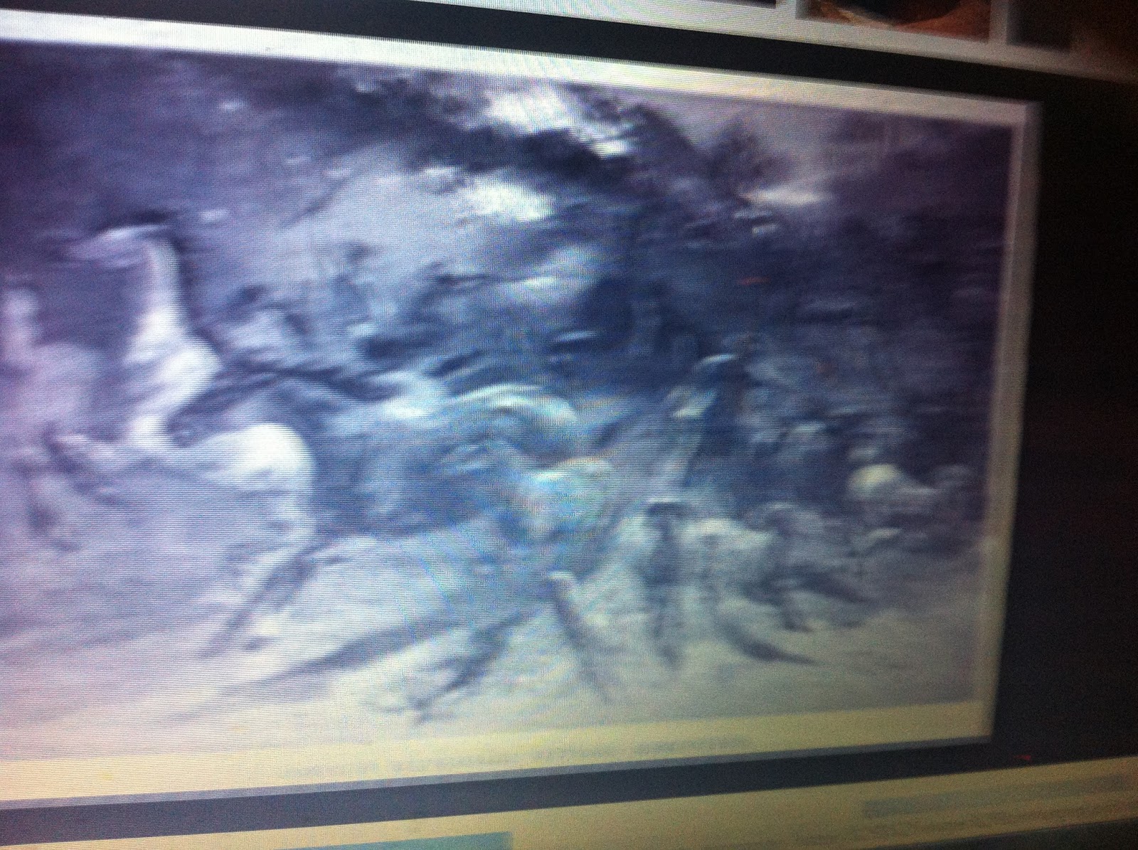 THE BLACK SOCIAL HISTORY:: BLACK SOCIAL HISTORY - AFRO-AUSTRALIAN ...