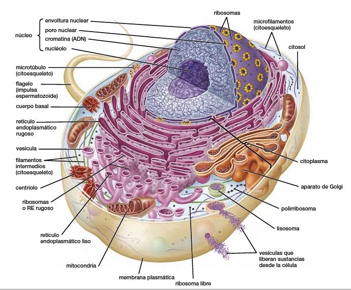BIOLOGIA GENERAL : LAS CÉLULAS EUCARIONTES Y PROCARIONTES