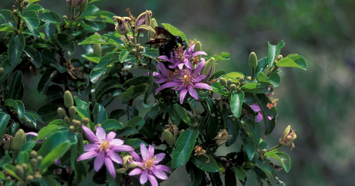 Variety of Life: Grewia