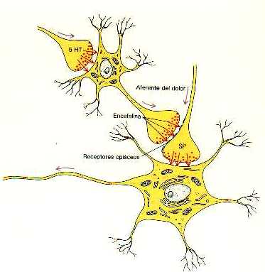 Néstor J. González Sánchez: MASAJE Y ENDORFINAS